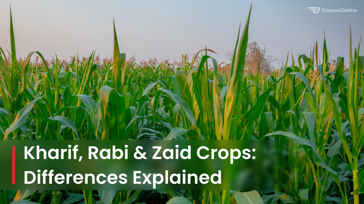 Kharif, Rabi & Zaid Crops: Differences Explained | Tractorsdekho.com
