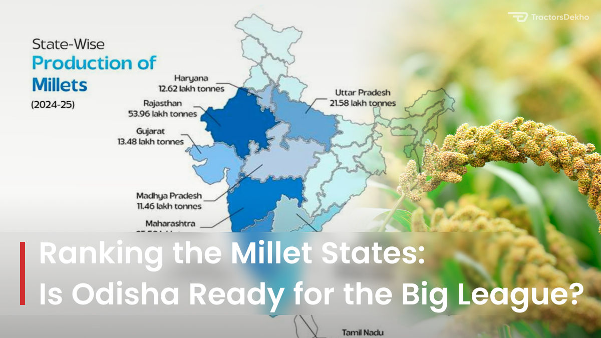 Ranking the Millet States: Is Odisha Ready for the Big League ...