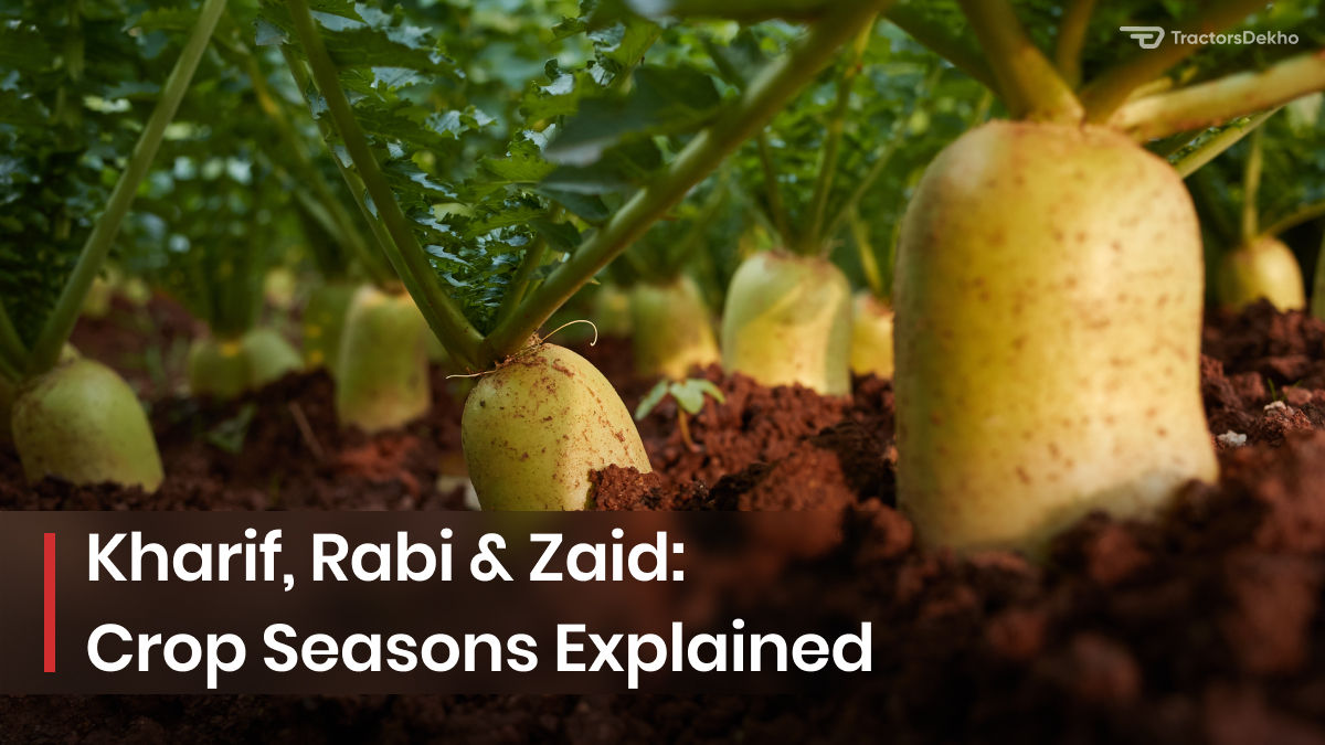 Kharif, Rabi & Zaid: Crop Seasons Explained | Tractorsdekho.com