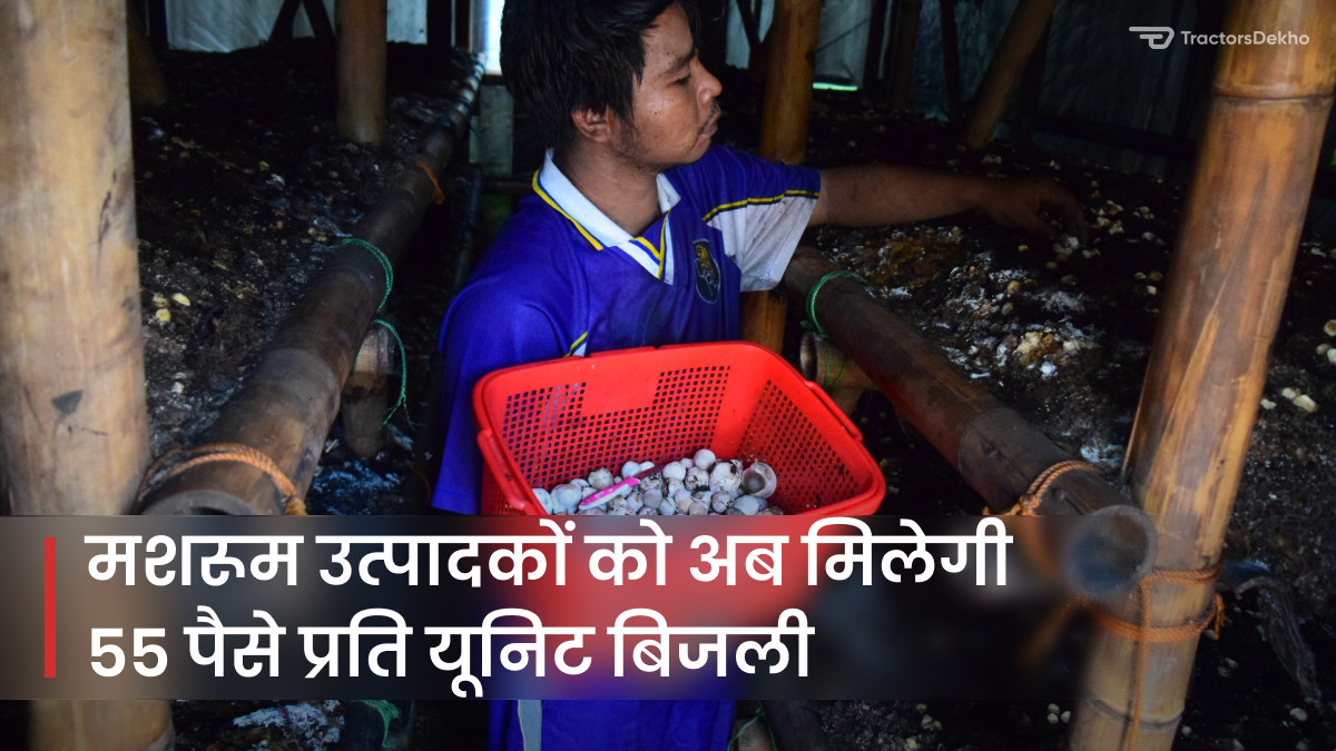 बिहार में मशरूम किसानों को मिल सकती है 55 पैसे प्रति यूनिट दर से बिजली ...