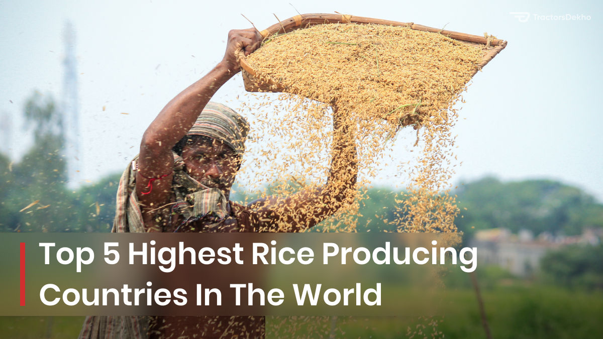 Top 5 Highest Rice Producing Countries In The World | Tractorsdekho.com