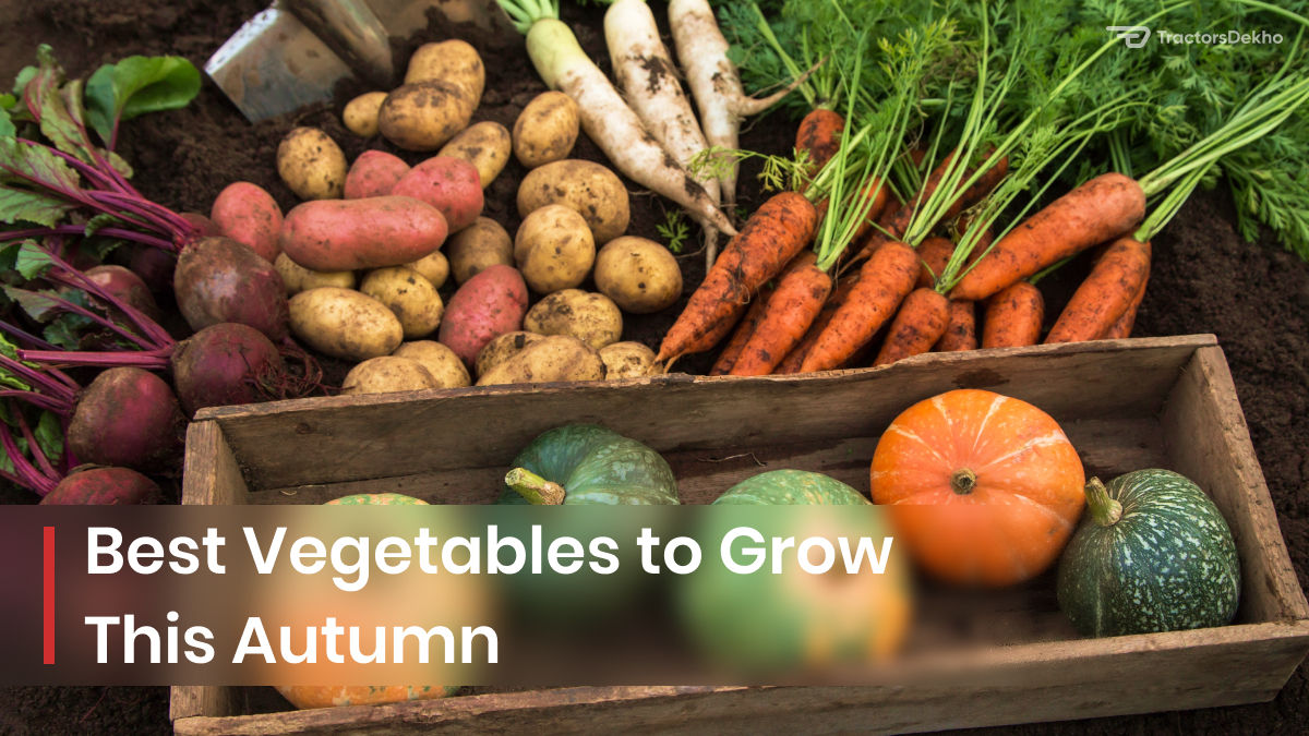 Best Vegetables to Grow This Autumn – Complete Seasonal Gardening Guide ...