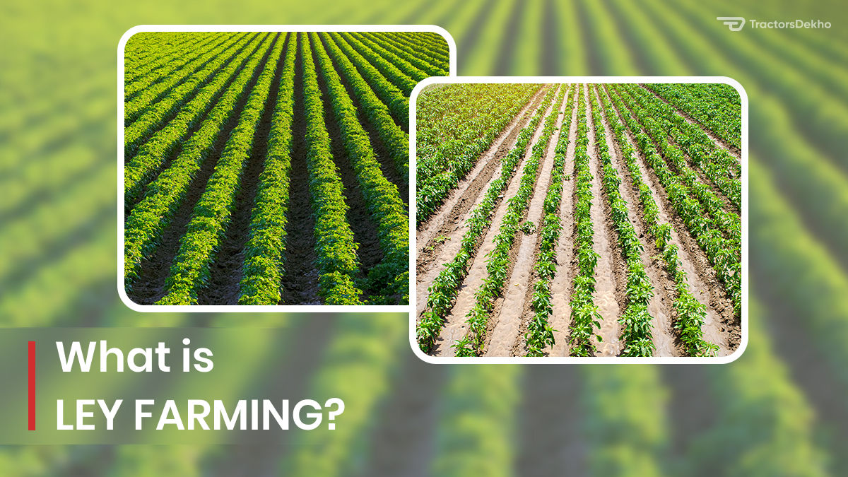 What is LEY FARMING? | Tractorsdekho.com